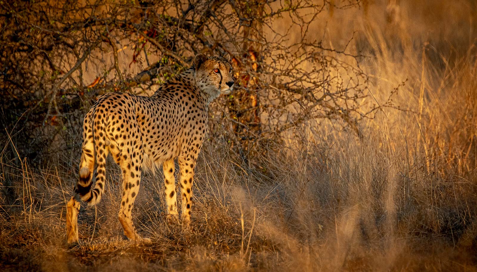 How to Expose Wildlife Photos at Dawn and Dusk - Nature TTL