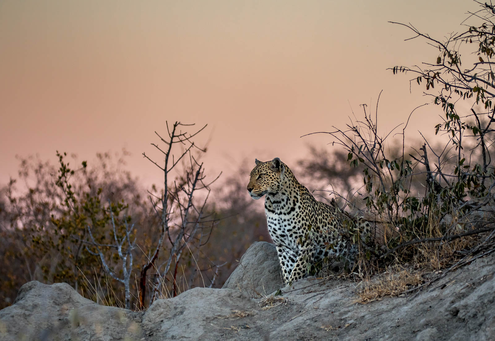 How to Expose Wildlife Photos at Dawn and Dusk - Nature TTL