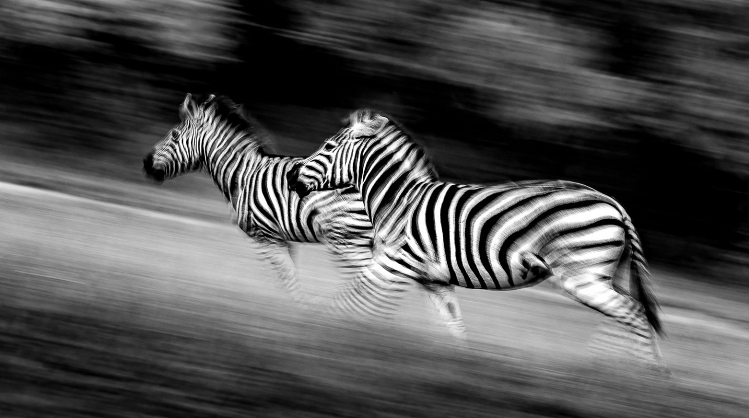 How to Expose Wildlife Photos at Dawn and Dusk - Nature TTL