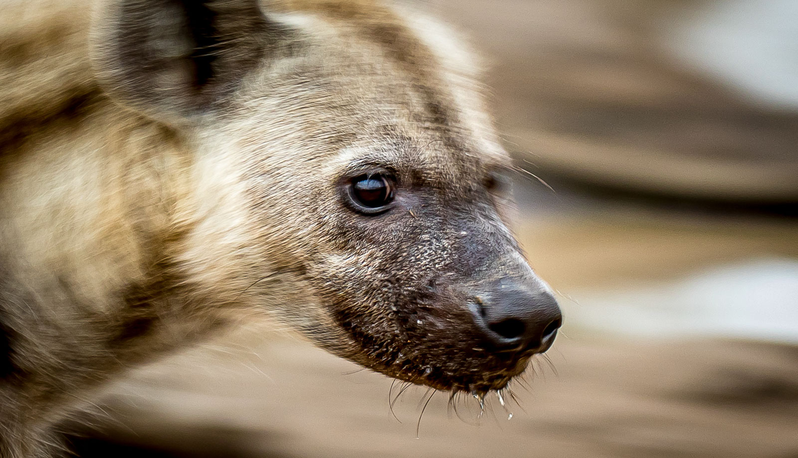 How to Expose Wildlife Photos at Dawn and Dusk - Nature TTL