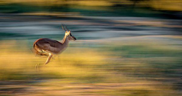 How to Expose Wildlife Photos at Dawn and Dusk - Nature TTL