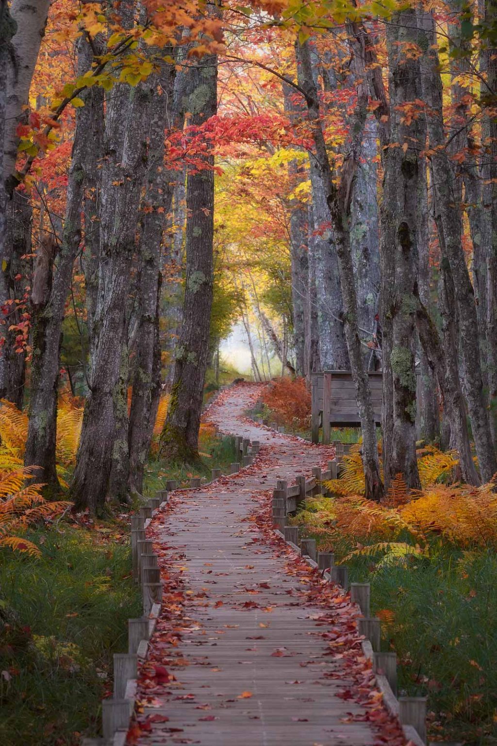 Where to Photograph Landscapes in Acadia National Park, USA - Nature TTL