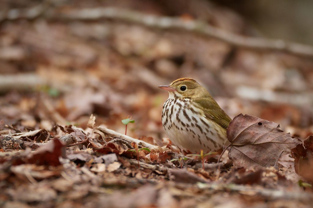 How to Photograph Wildlife in Acadia National Park, USA | Nature TTL
