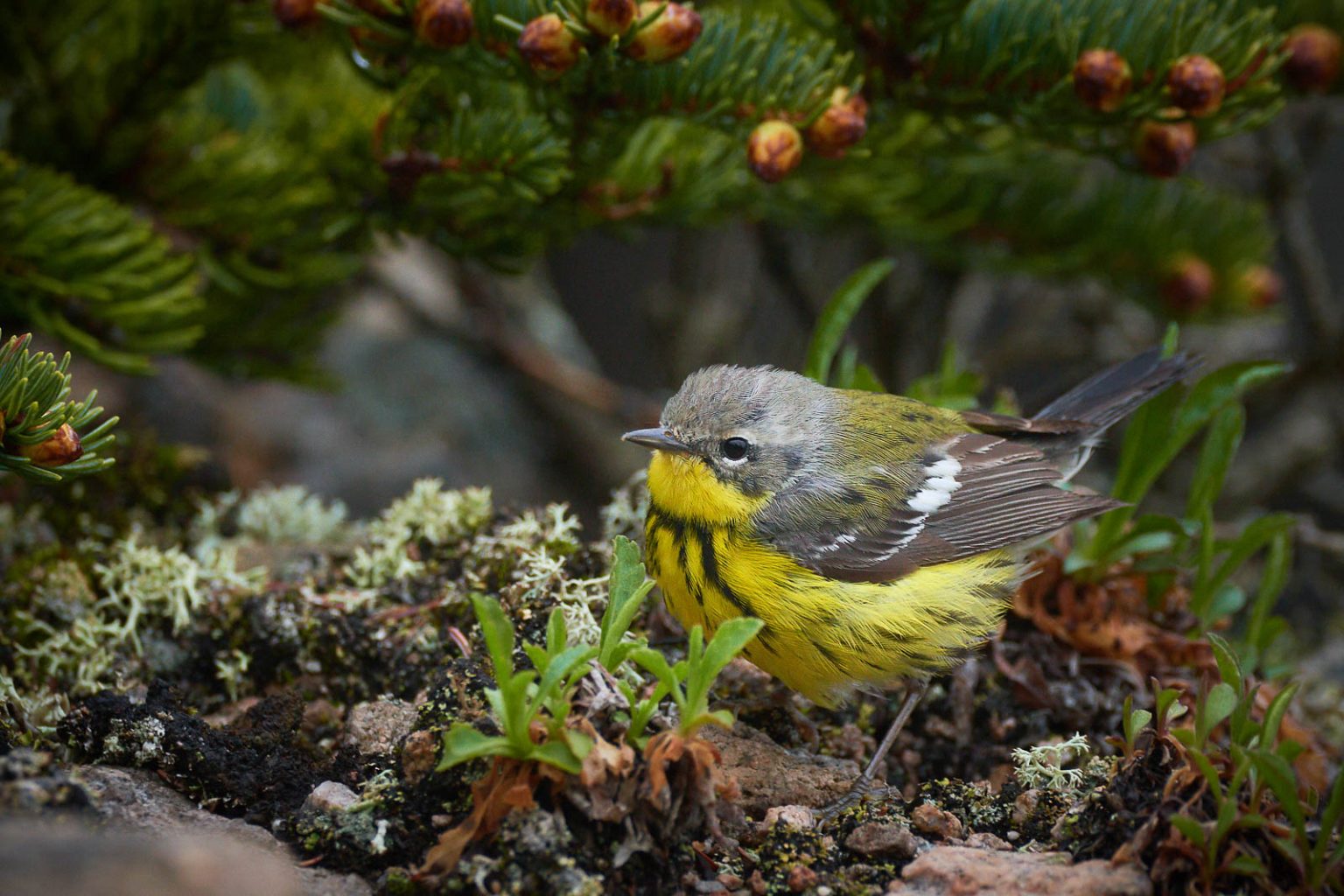 How to Photograph Wildlife in Acadia National Park, USA | Nature TTL