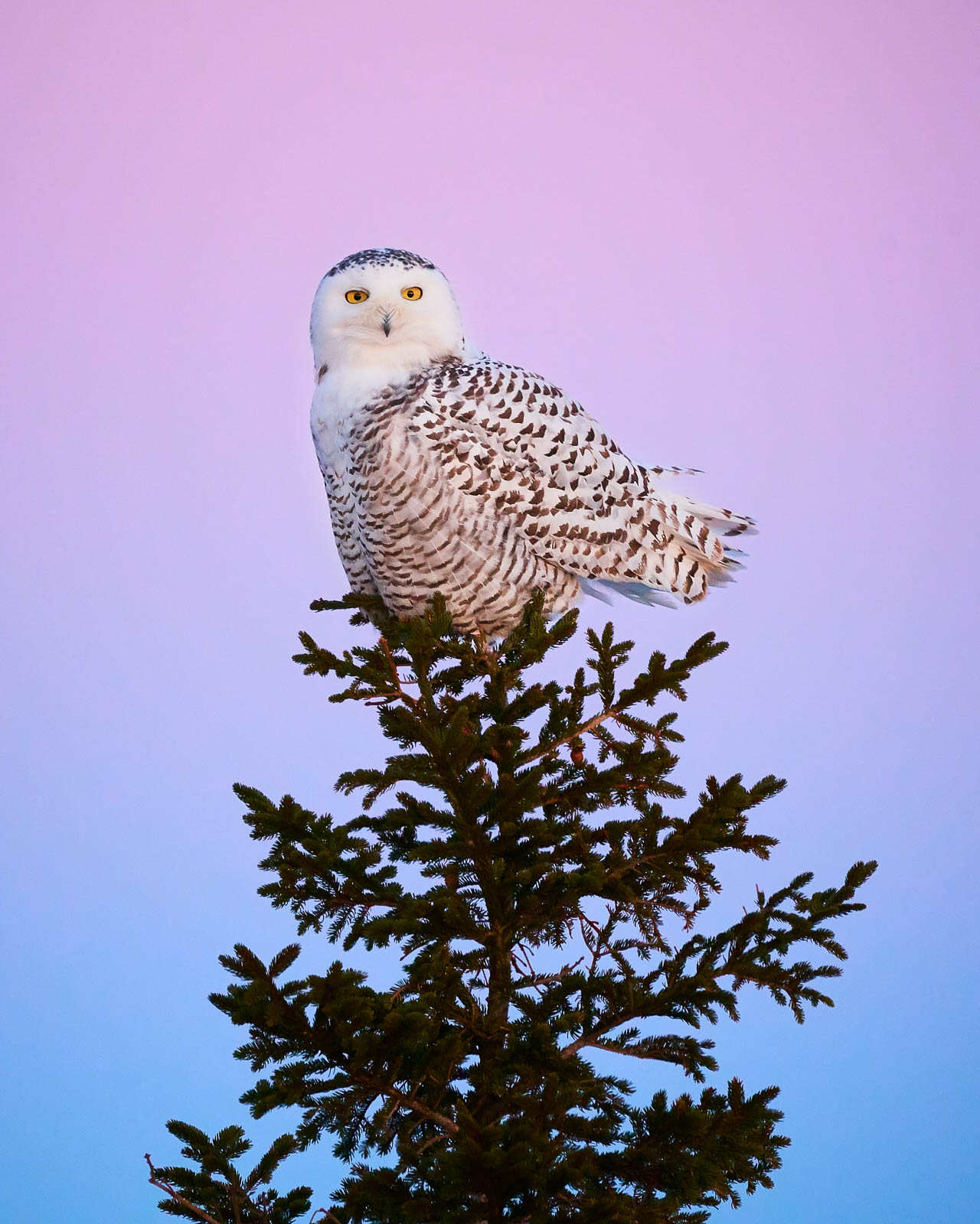 How to Photograph Wildlife in Acadia National Park, USA - Nature TTL