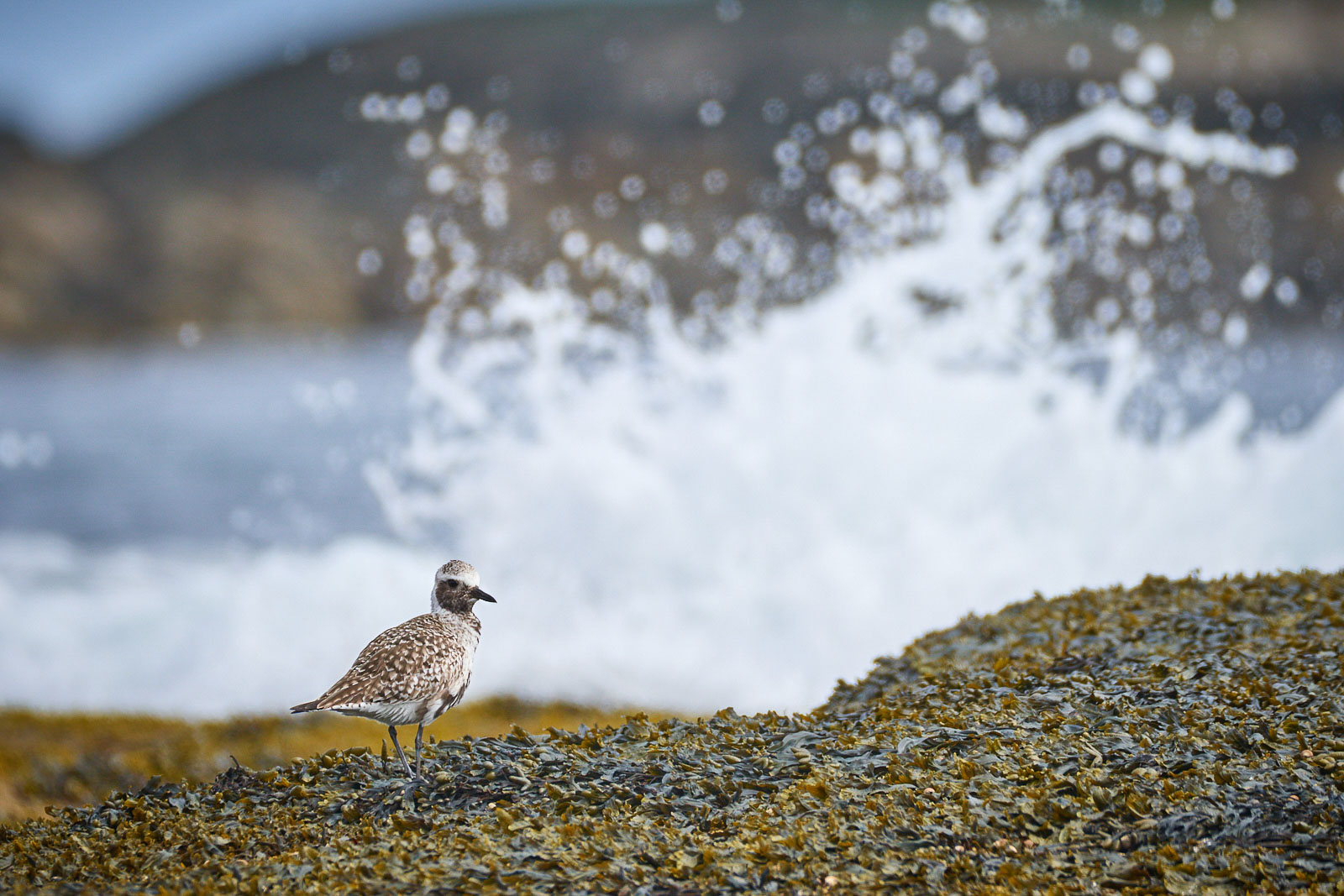How to Photograph Wildlife in Acadia National Park, USA | Nature TTL