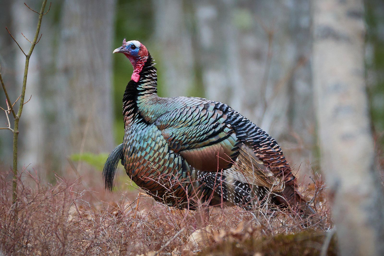 How to Photograph Wildlife in Acadia National Park, USA | Nature TTL