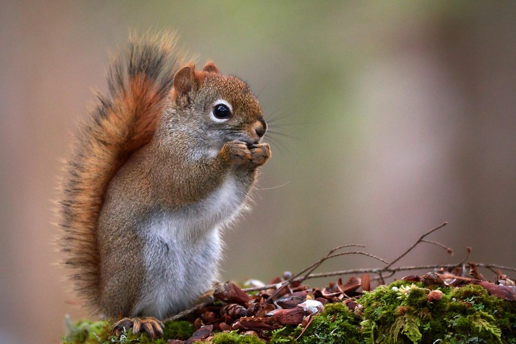 How to Photograph Wildlife in Acadia National Park, USA - Nature TTL