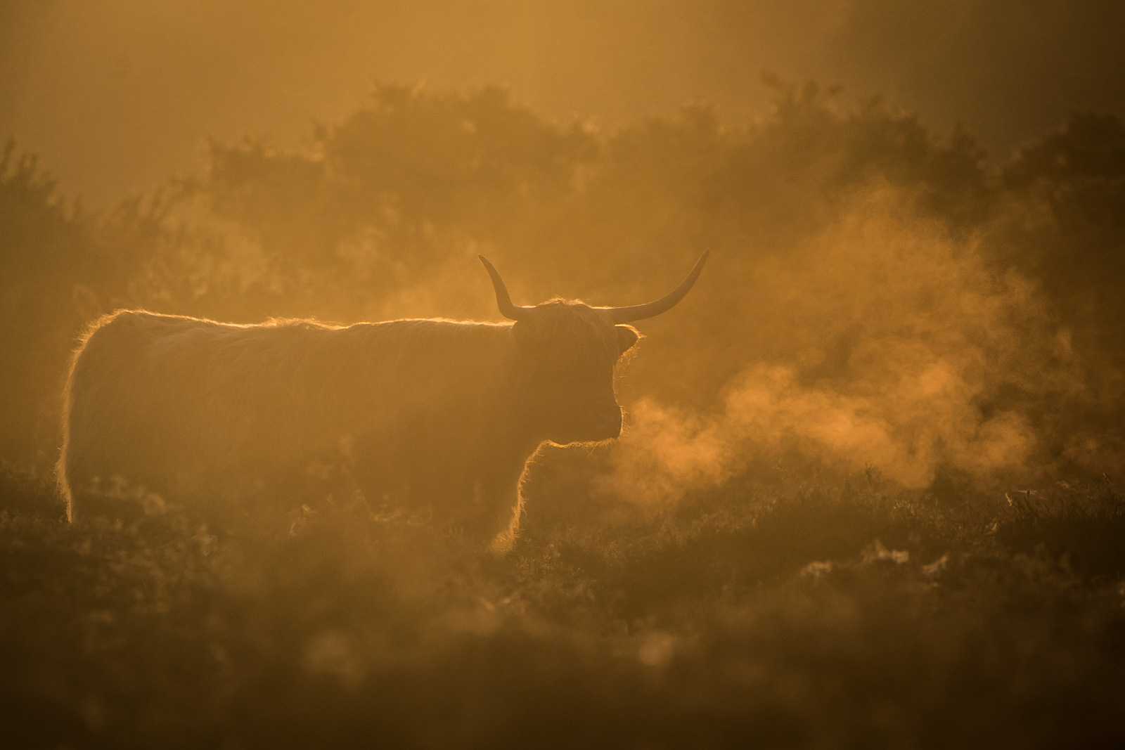 How to Photograph Wildlife in the New Forest National Park | Nature TTL