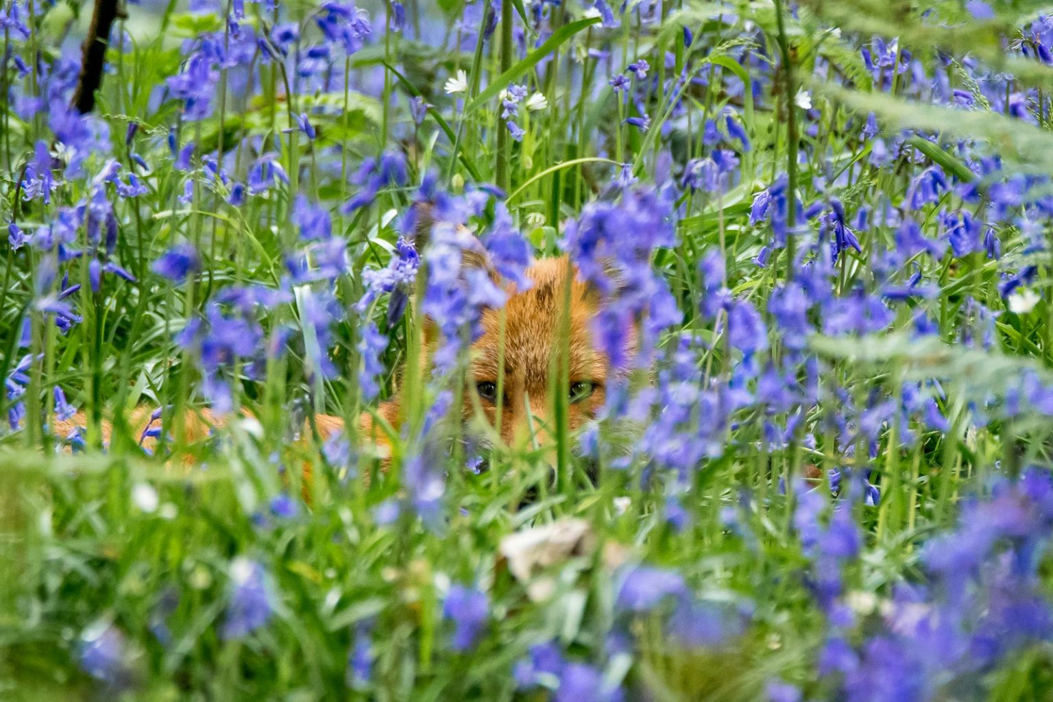 How to Photograph Wildlife in the New Forest National Park - Nature TTL