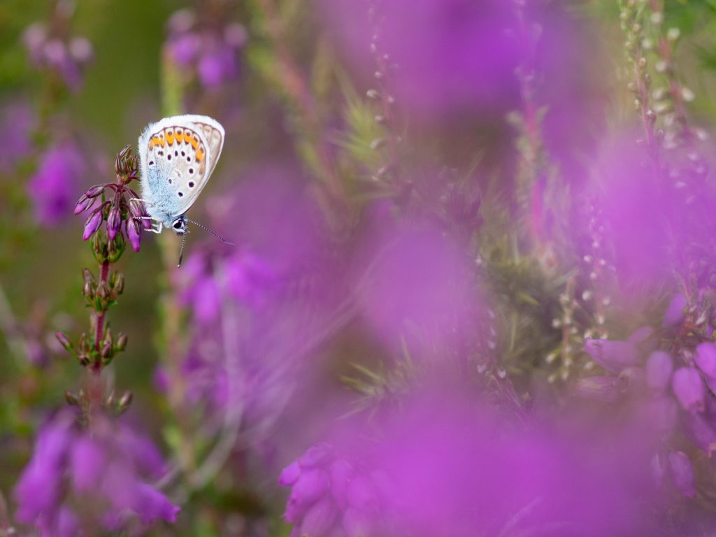 How to Photograph Wildlife in the New Forest National Park - Nature TTL