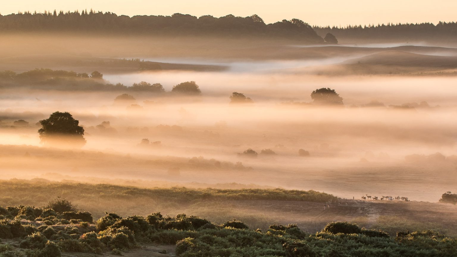 How to Photograph Wildlife in the New Forest National Park - Nature TTL