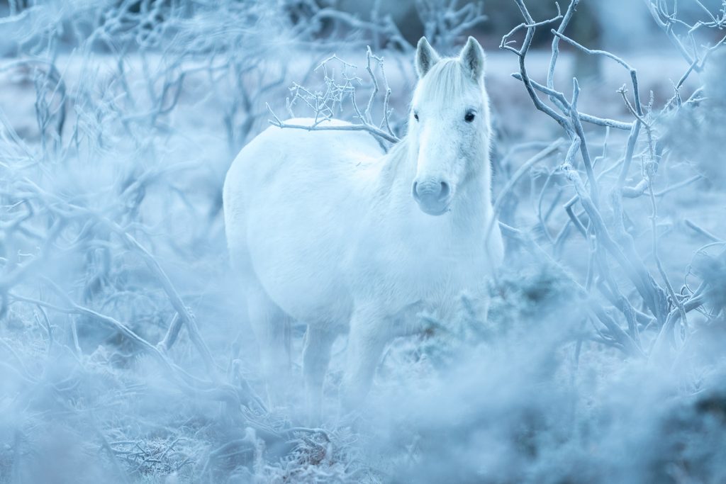 How to Photograph Wildlife in the New Forest National Park - Nature TTL