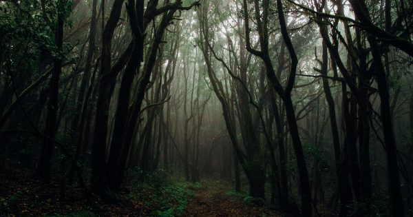 Weekly Photography Assignment: Atmosphere - Nature TTL