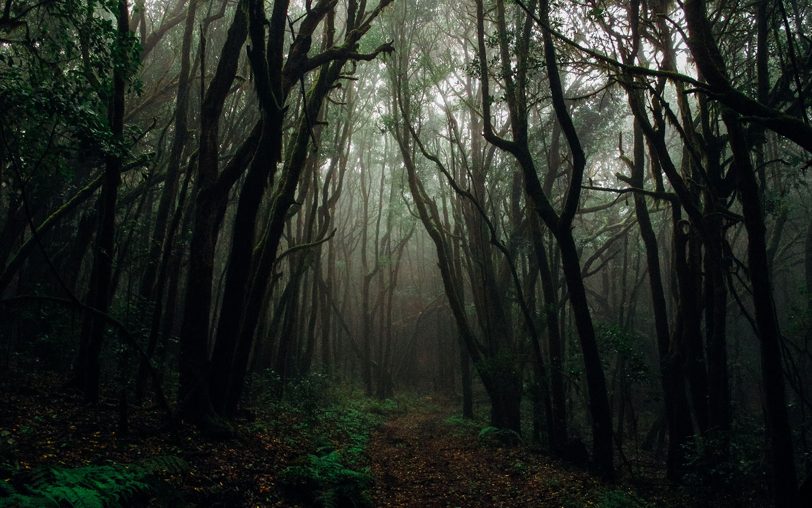 Weekly Photography Assignment: Atmosphere - Nature TTL