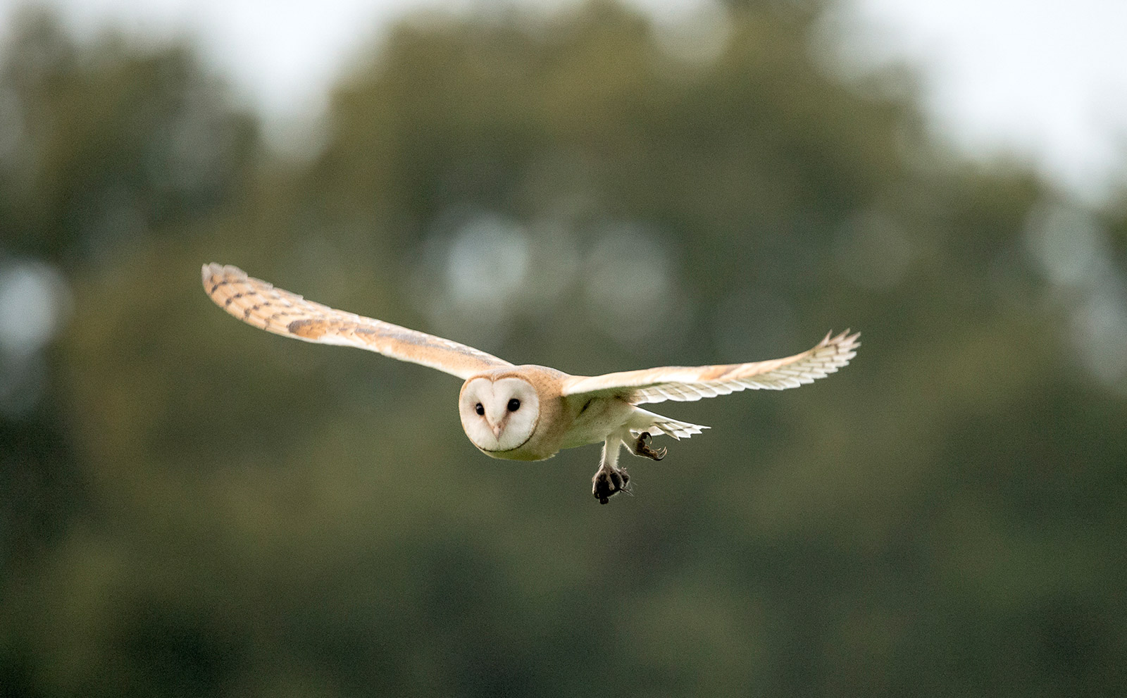 6 Tips for Better Fieldcraft in Wildlife Photography | Nature TTL