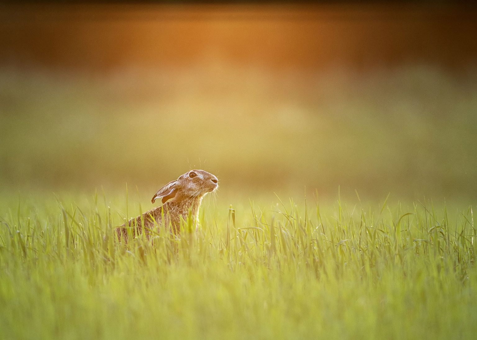6 Tips for Better Fieldcraft in Wildlife Photography | Nature TTL