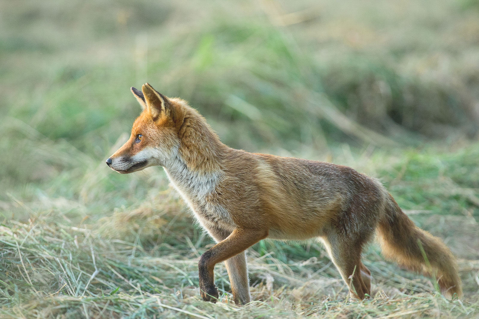 6 Tips for Better Fieldcraft in Wildlife Photography - Nature TTL