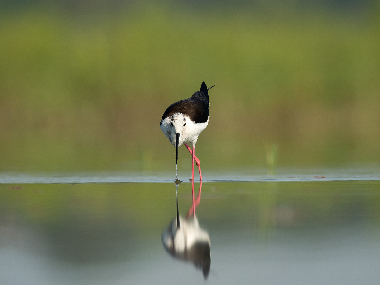 6 Tips for Better Fieldcraft in Wildlife Photography - Nature TTL