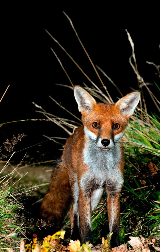 6 Tips for Better Fieldcraft in Wildlife Photography - Nature TTL