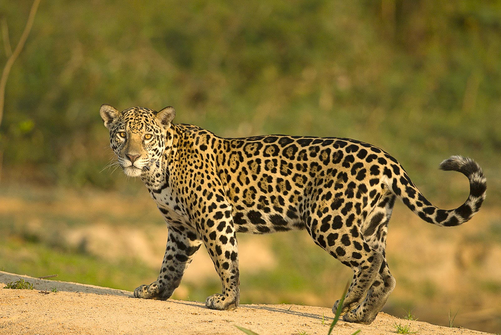 6 Tips for Better Fieldcraft in Wildlife Photography | Nature TTL