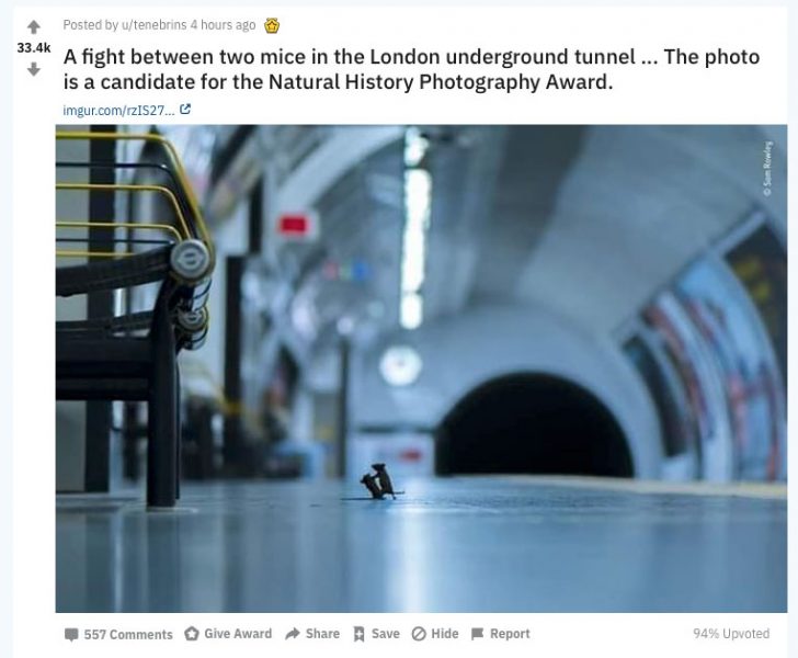 Mind the Scrap! 'Drunk' Mice on Underground Takes Internet by Storm ...