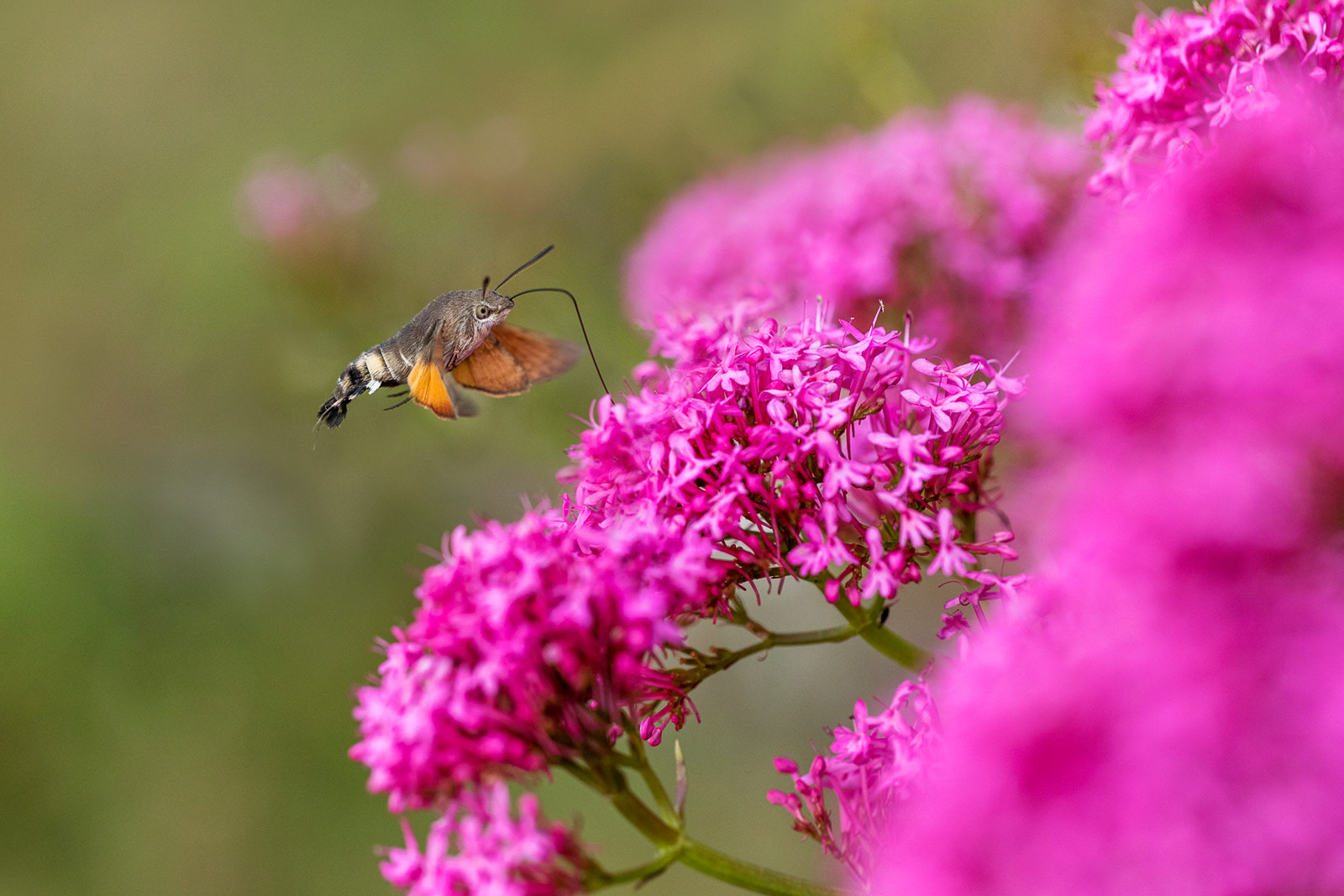 A Wildlife Photography Guide to Cornwall, UK | Nature TTL