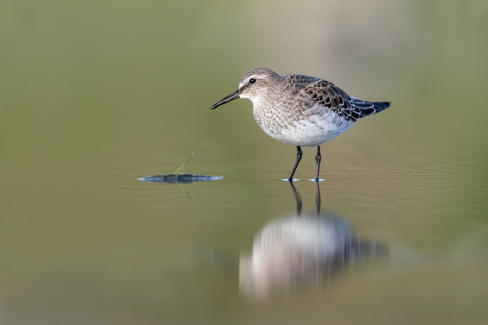 A Wildlife Photography Guide to Cornwall, UK - Nature TTL