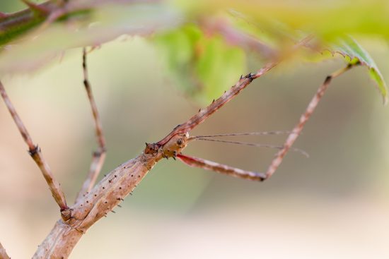 A Wildlife Photography Guide to Cornwall, UK - Nature TTL