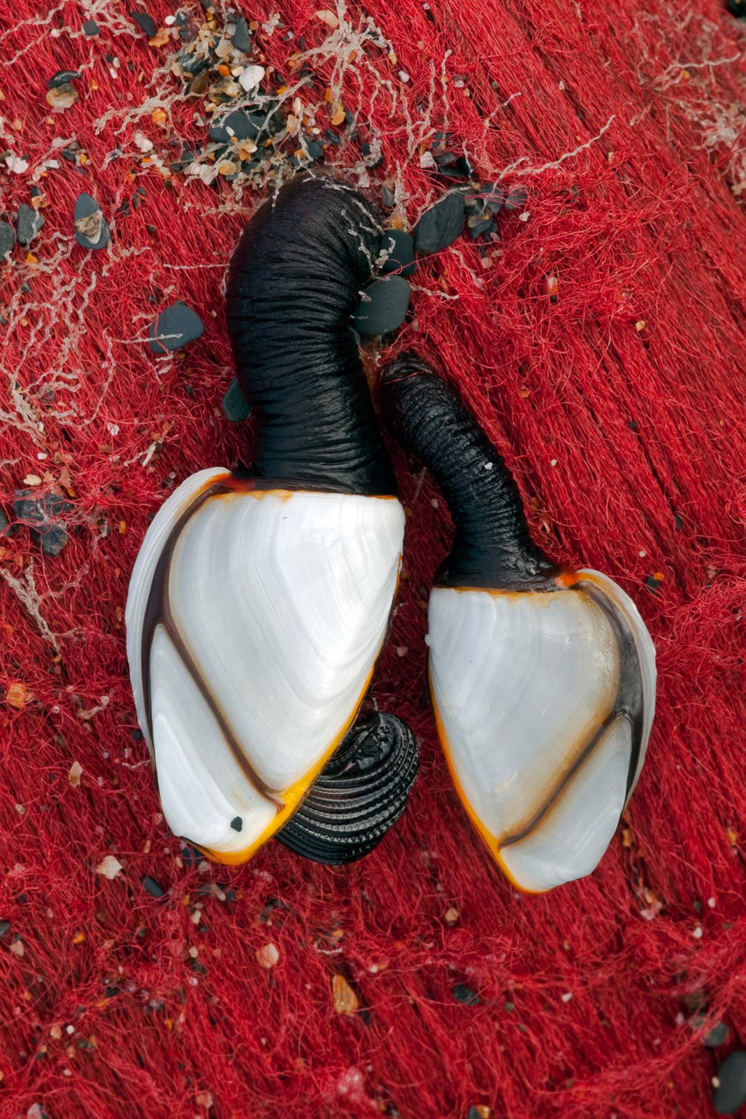 A Wildlife Photography Guide to Cornwall, UK - Nature TTL