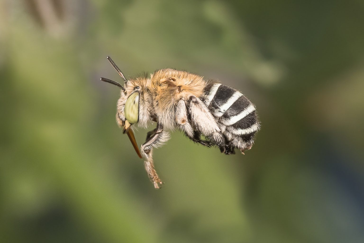 How to Photograph Insects in Flight | Nature TTL