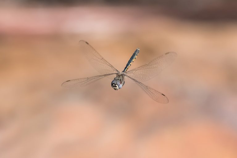 How to Photograph Insects in Flight | Nature TTL