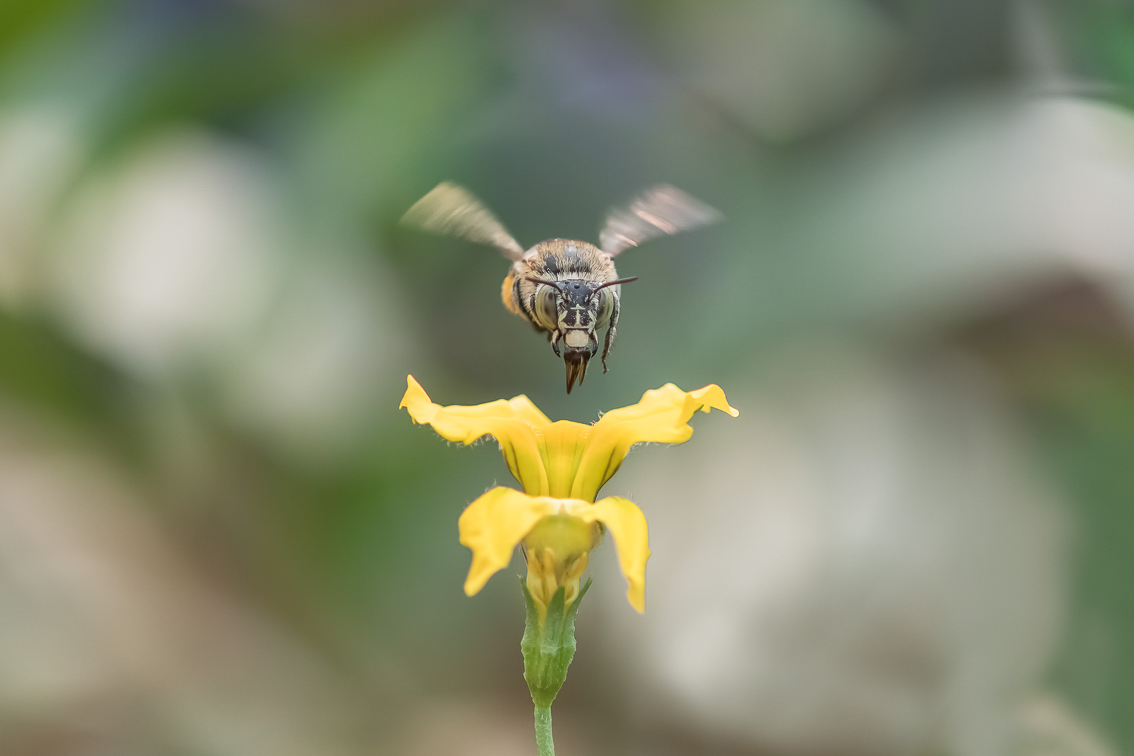 How to Photograph Insects in Flight | Nature TTL