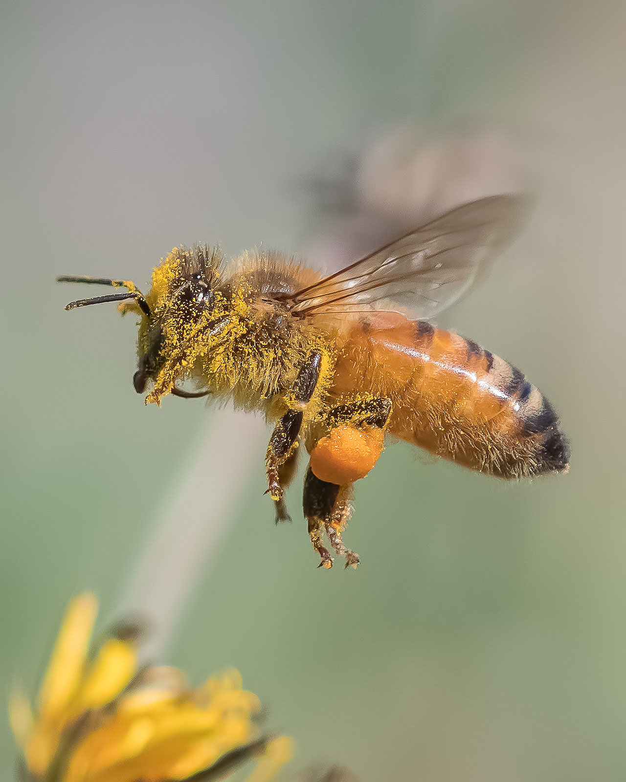 How to Photograph Insects in Flight - Nature TTL