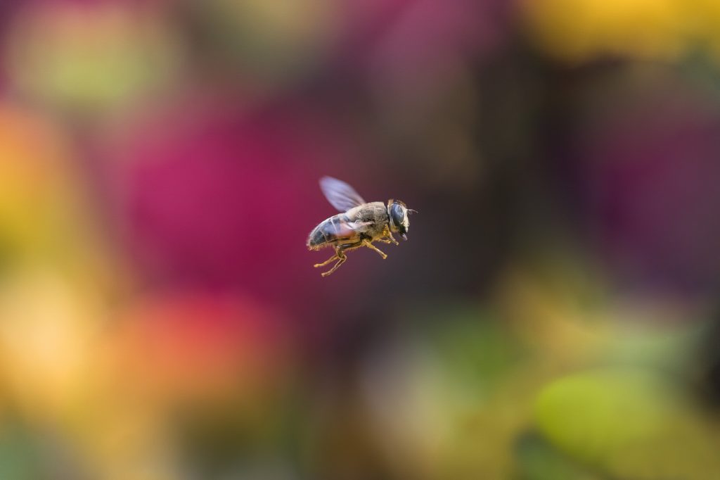How to Photograph Insects in Flight | Nature TTL