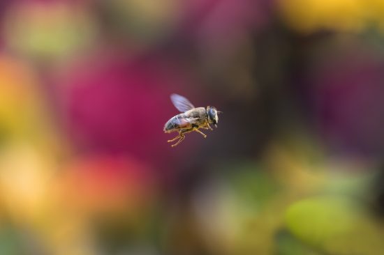 How to Photograph Insects in Flight | Nature TTL