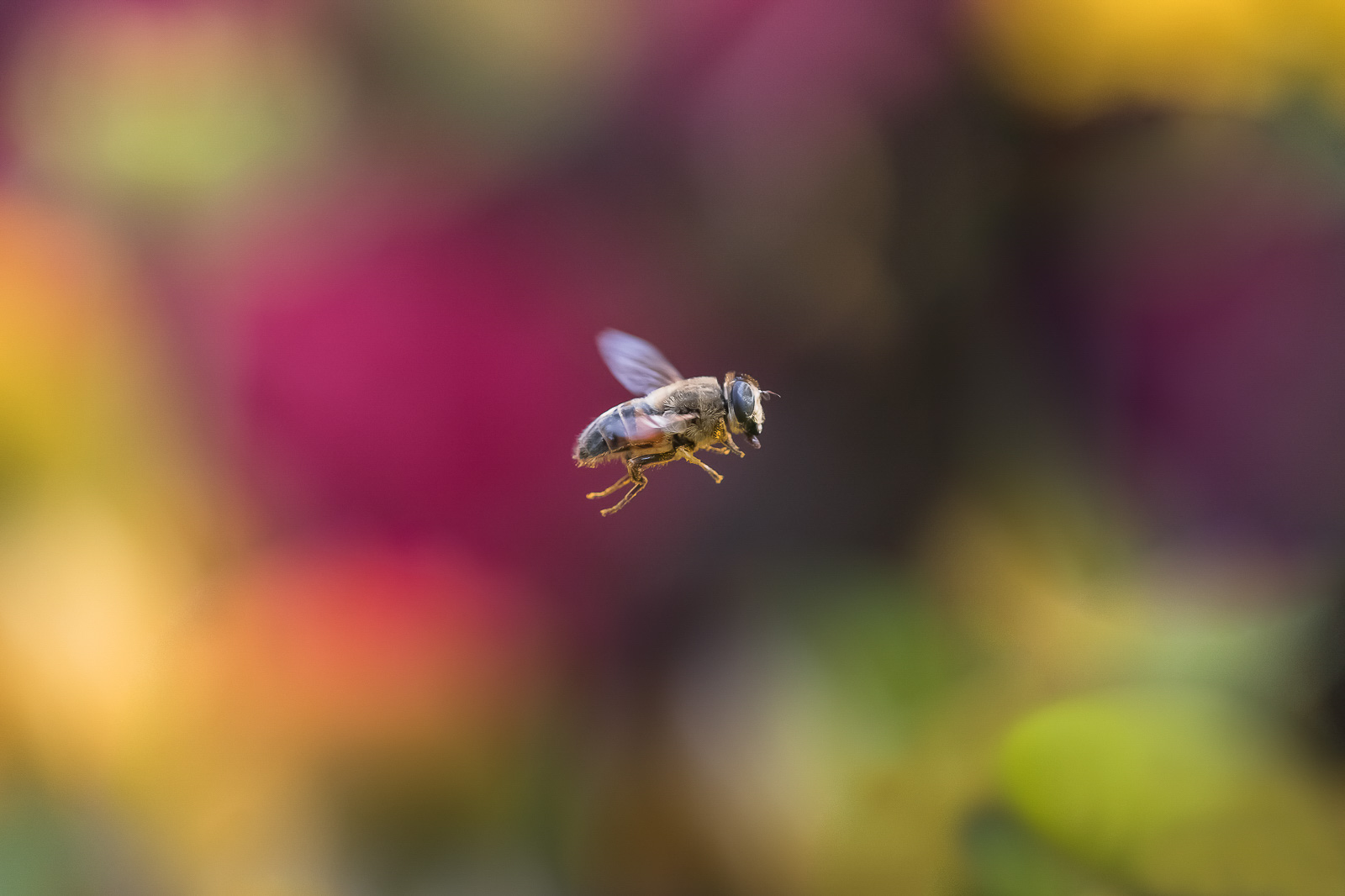 How to Photograph Insects in Flight | Nature TTL