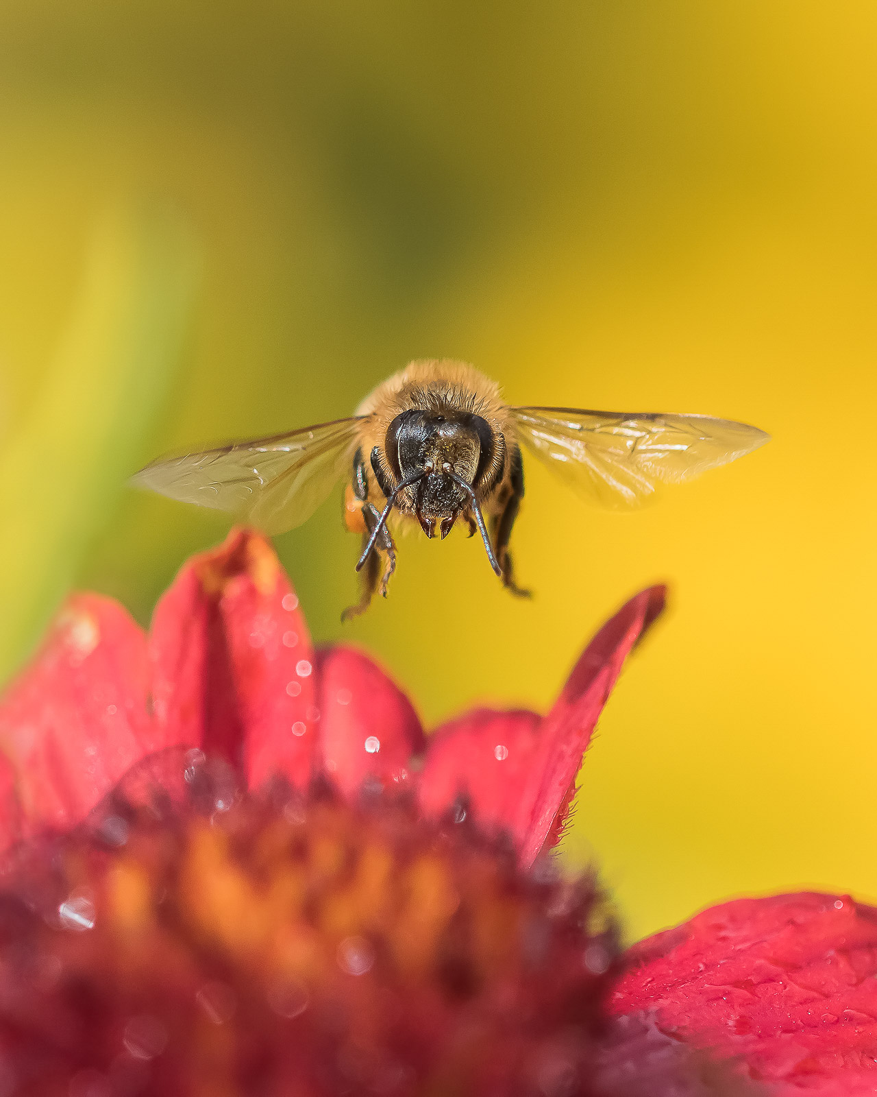 How to Photograph Insects in Flight | Nature TTL