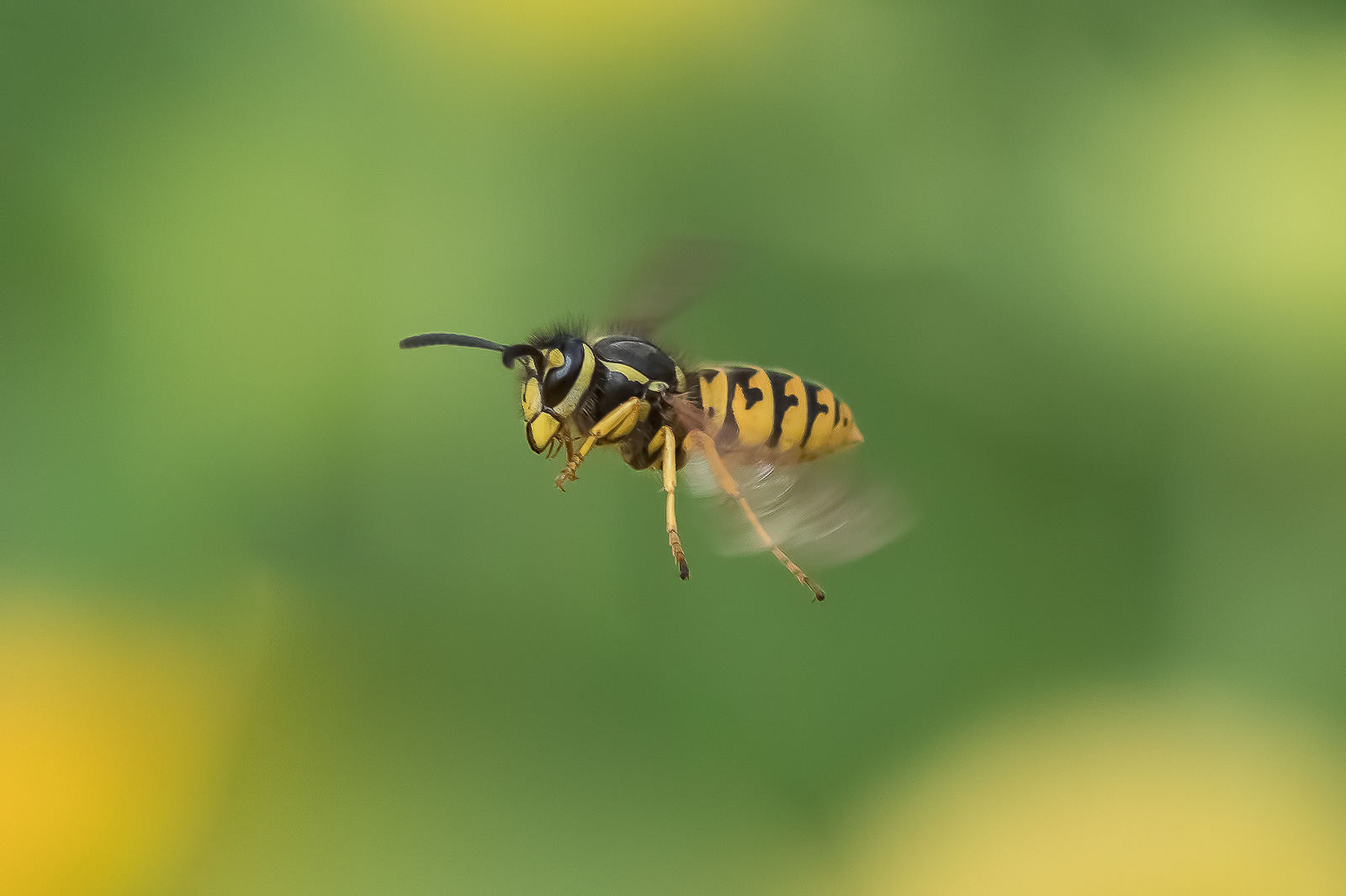 How to Photograph Insects in Flight | Nature TTL
