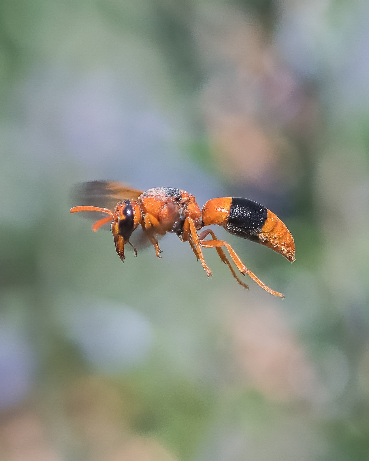 How to Photograph Insects in Flight | Nature TTL