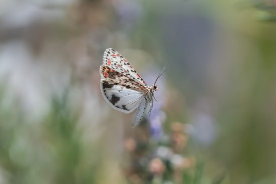 How to Photograph Insects in Flight | Nature TTL