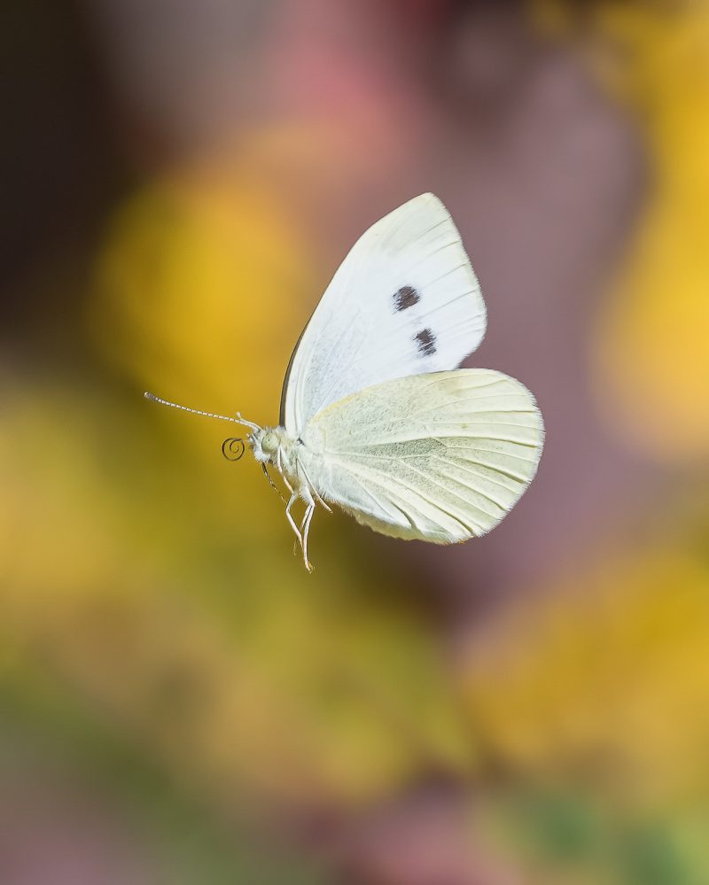 How to Photograph Insects in Flight | Nature TTL