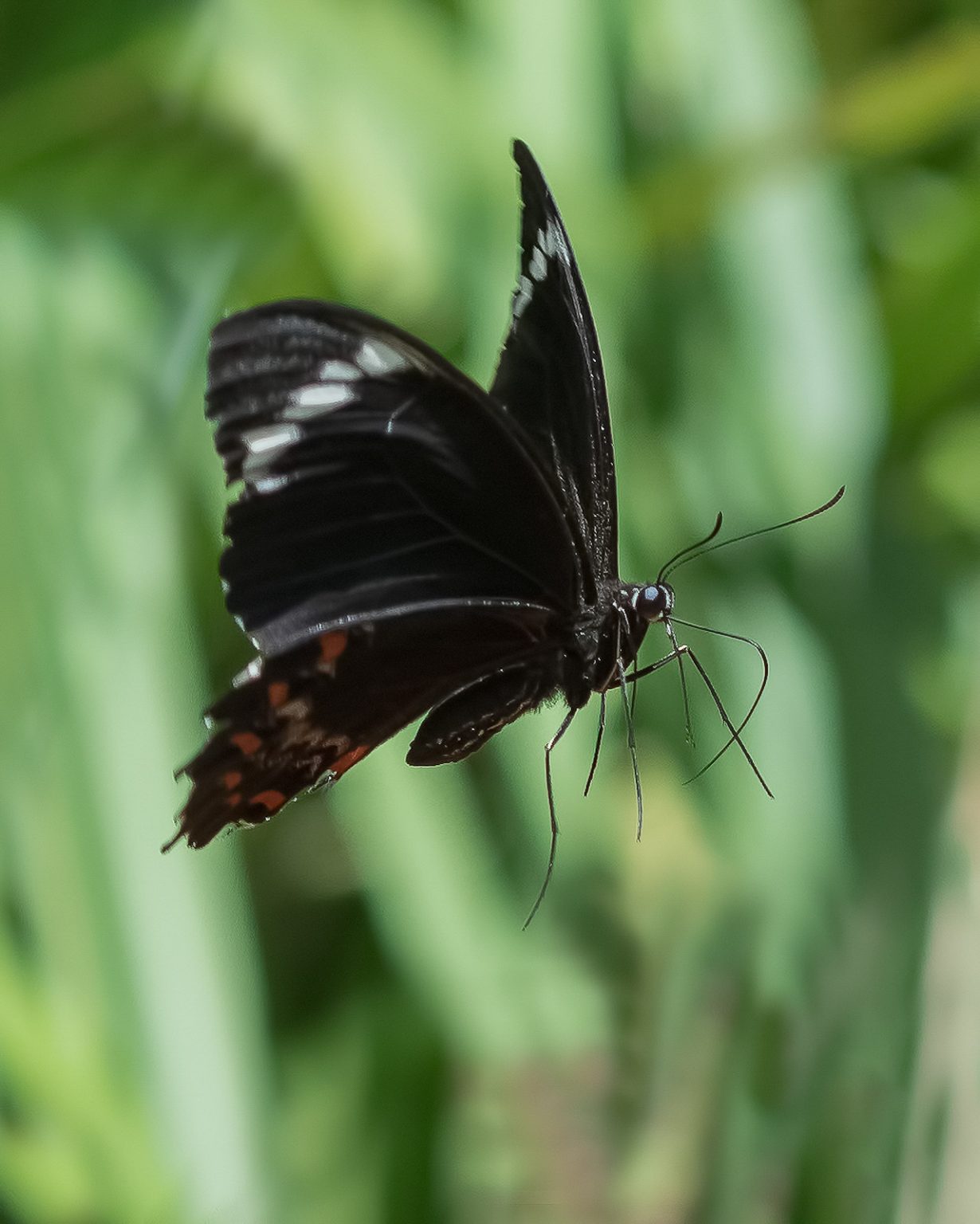 How to Photograph Insects in Flight - Nature TTL