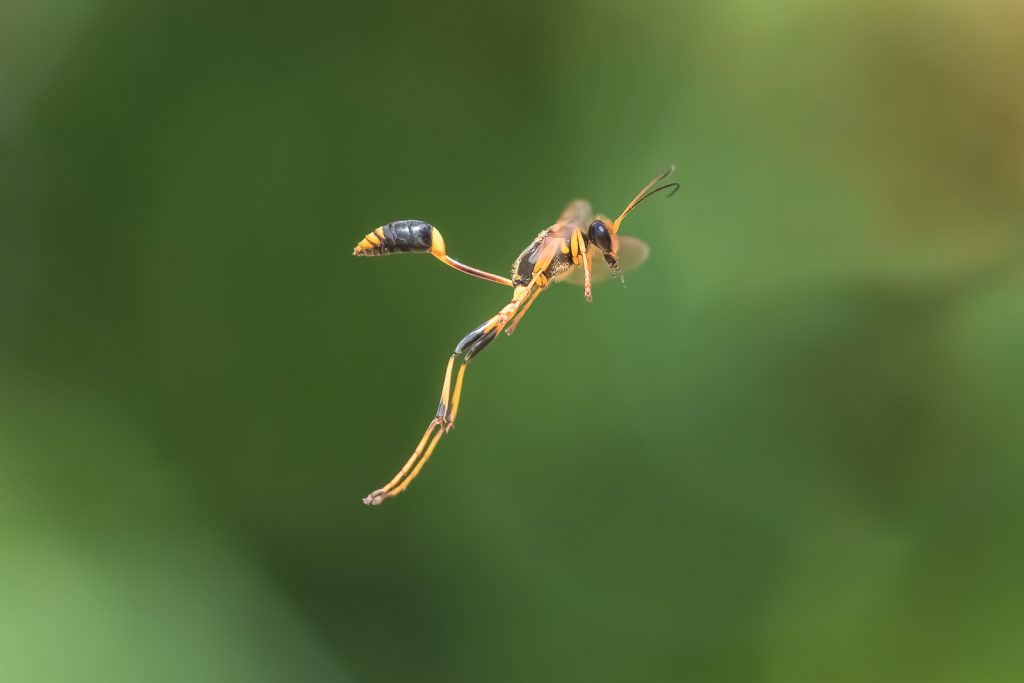 How to Photograph Insects in Flight | Nature TTL