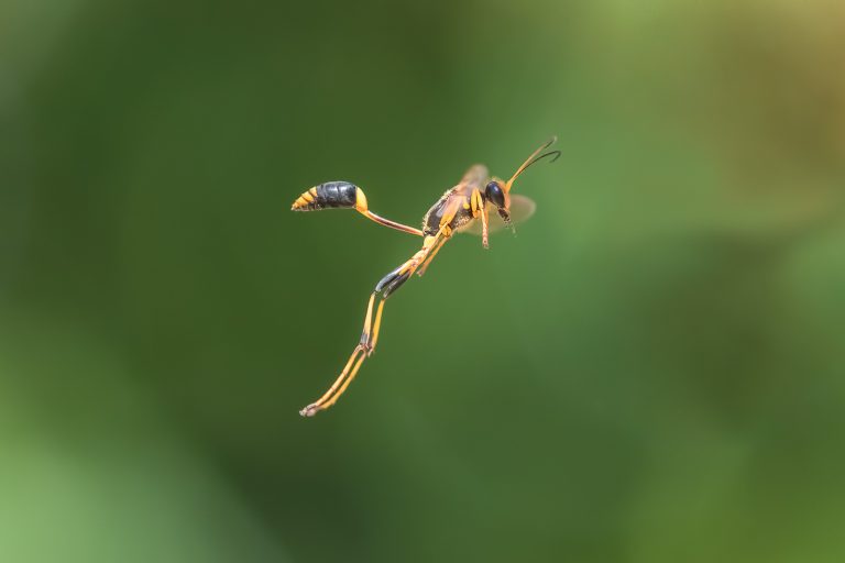 How to Photograph Insects in Flight | Nature TTL