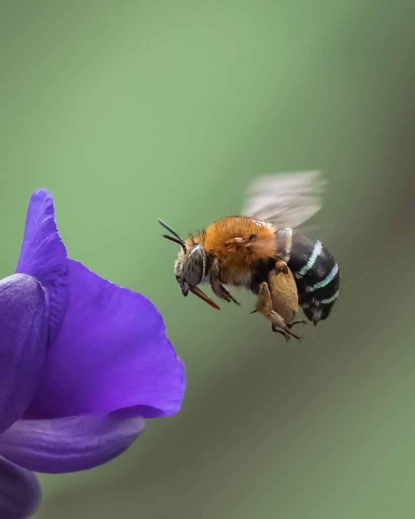 How to Photograph Insects in Flight | Nature TTL
