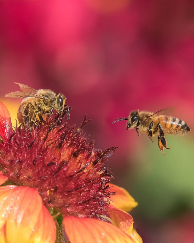 How to Photograph Insects in Flight - Nature TTL