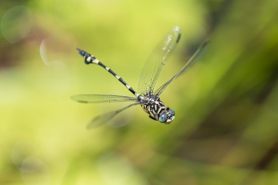 How to Photograph Insects in Flight - Nature TTL