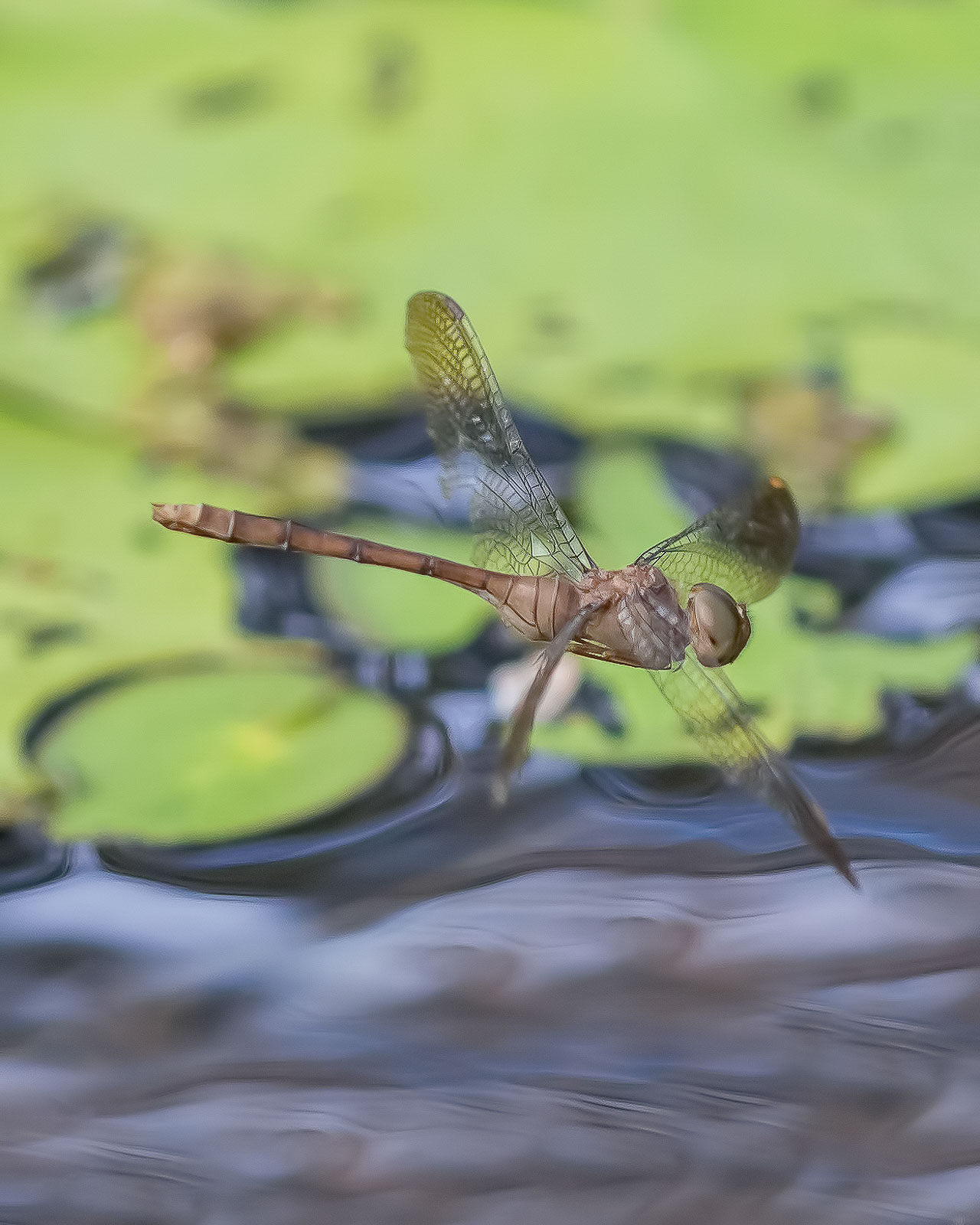 How to Photograph Insects in Flight - Nature TTL