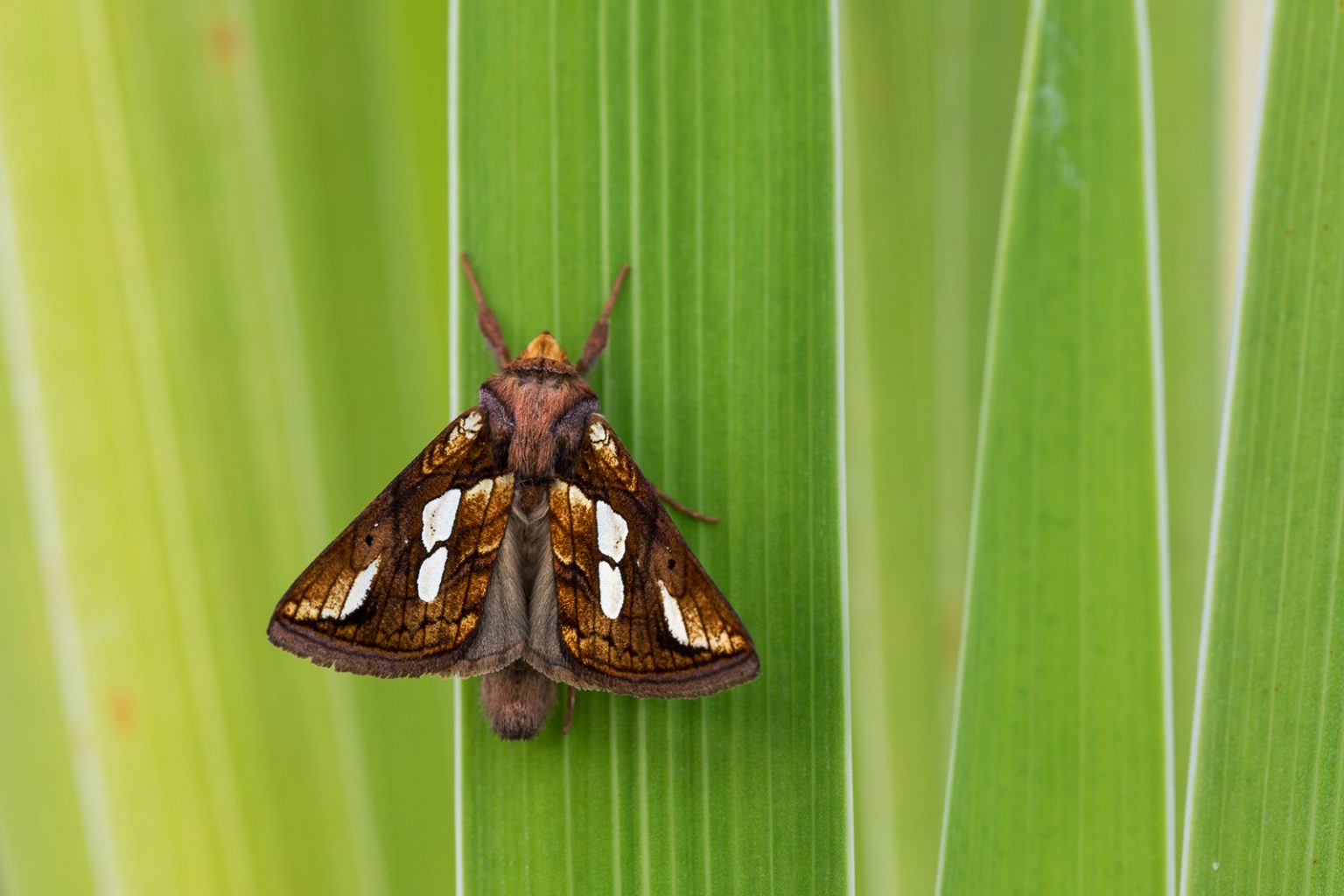 How to Photograph Dragonfly Emergence | Nature TTL